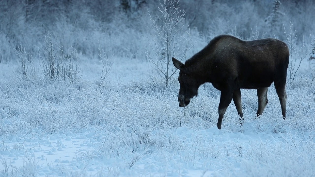 Behind the Lens: Alaska Winter Moose Photography in Hoarfrost by Jeff ...