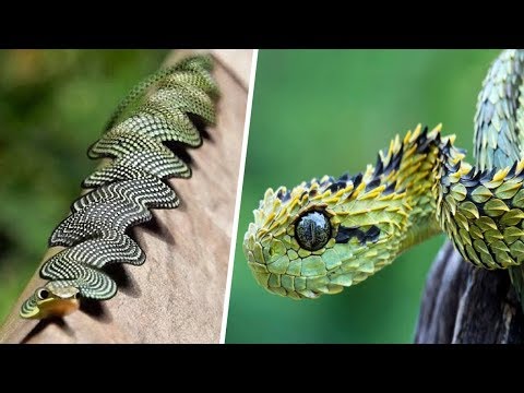 Milyonda Bir Görülen Dünyanın En Nadir 12 Yılanı - Part 2