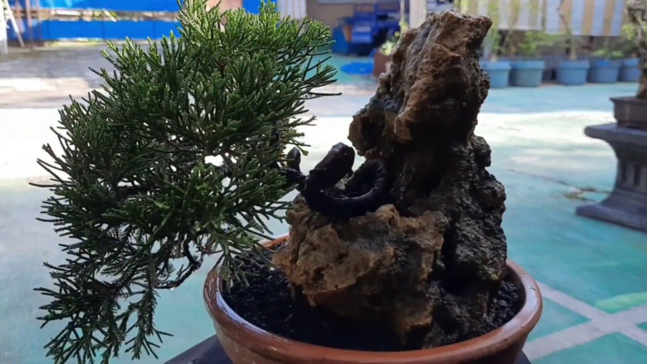 Cemara Sinensis ( JUNIPERUS CHINENSIS ) - OPIK BONSAI CONCEPT - YouTube