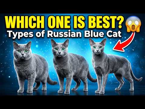 Which Russian Blue Cat Is Best? All Types Compared!