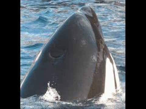 Killer whales ~ Time to say goodbye - YouTube