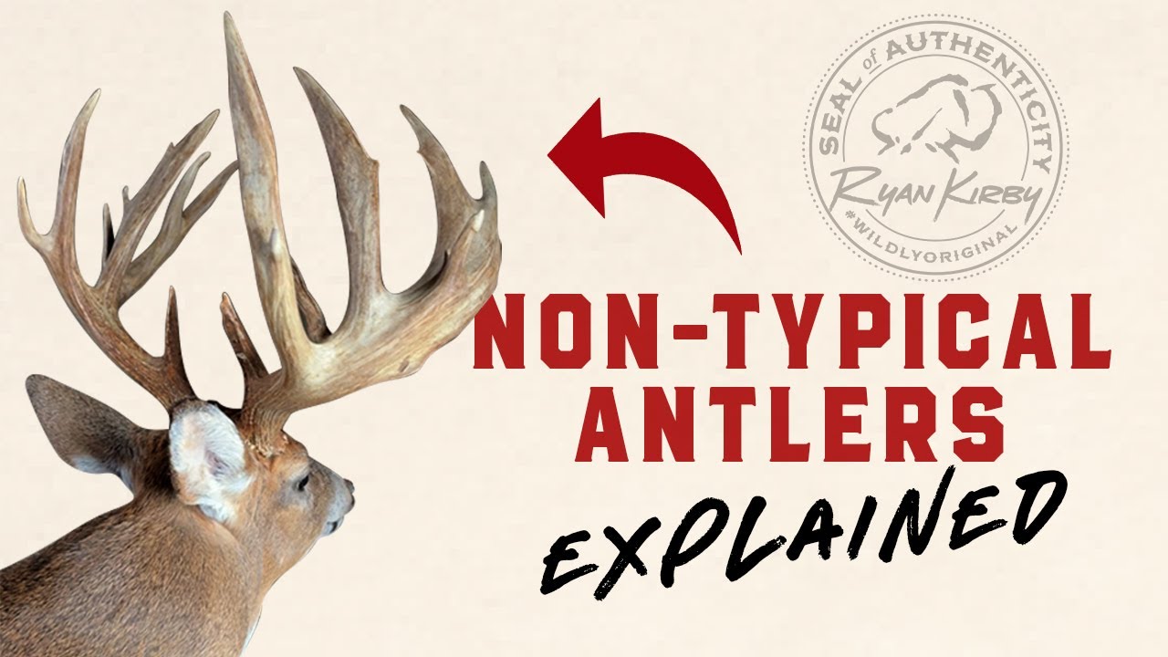 Non-Typical Antlers: How They Form and What Makes Them Unique - YouTube