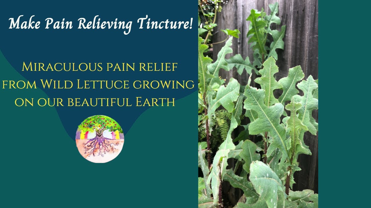 Wild Lettuce An Ancient Remedy, a lesson from Food Forest U! - YouTube