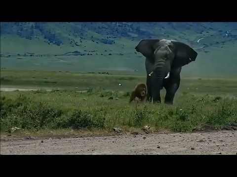 Giant elephant attacks an injured male lion