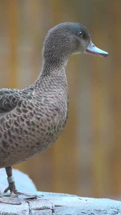 MN Zoo Moment - Chestnut Teal Duck - YouTube