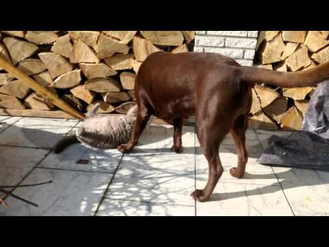 Katze und Hund spielen mit dem Feuer
