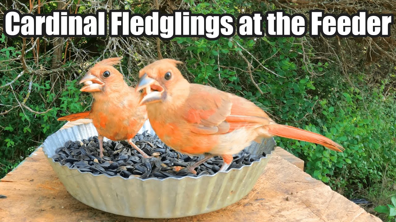 Cardinal Fledglings Swoop into the Feeder 🐦 - YouTube