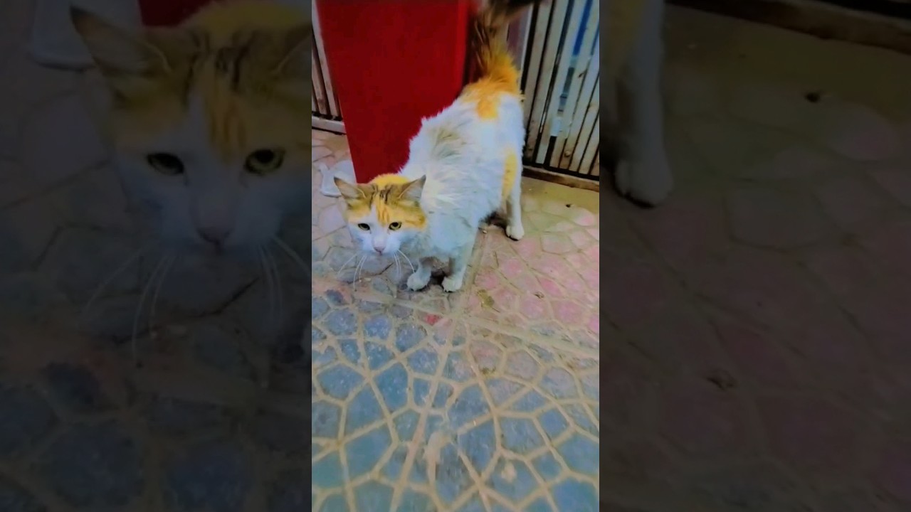 🇸🇦 Saudi cats 🐈 most beautiful ♥️🌹 - YouTube