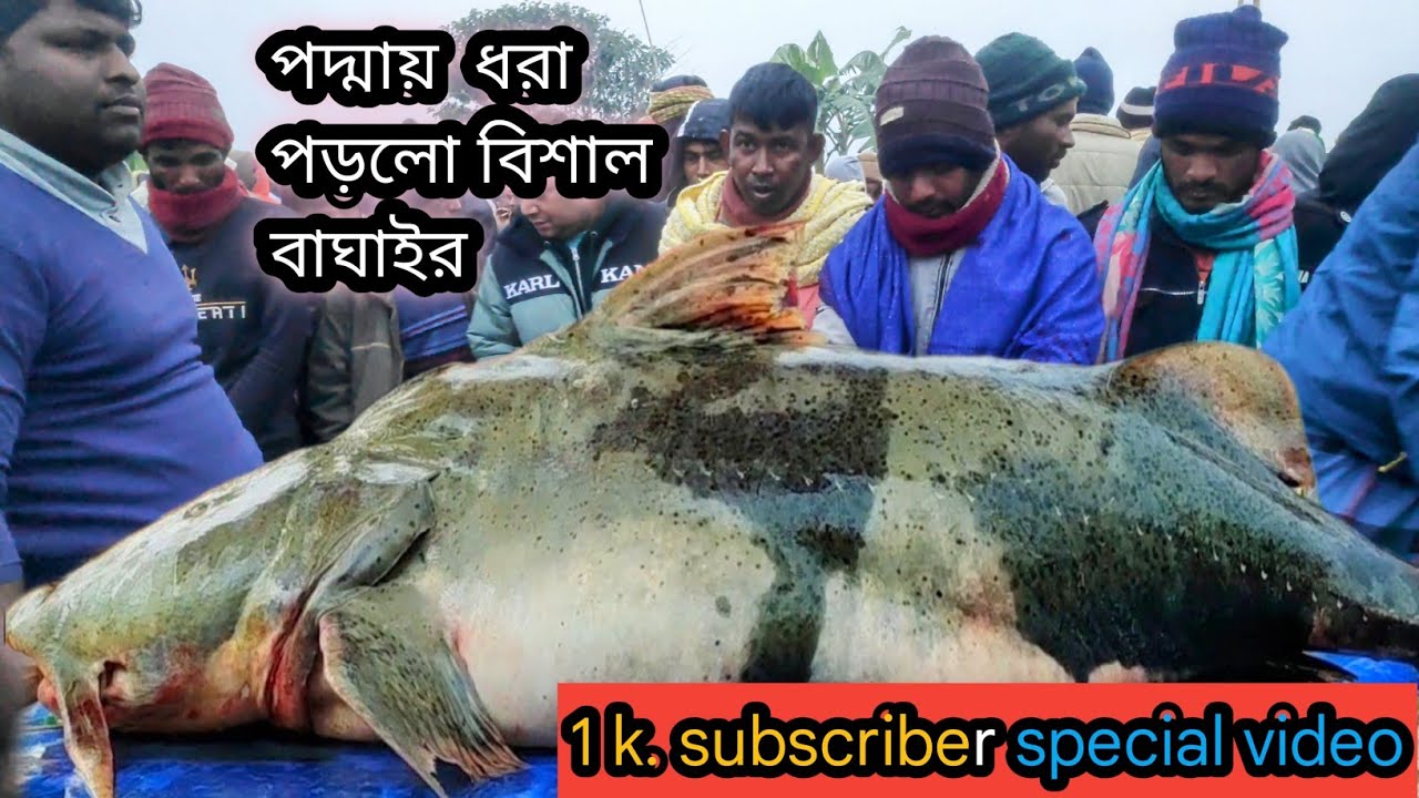 বিশাল দানবাকৃতির বাগাইর মাছ 😱 BIG Baghair Fish Selling: Exploring the ...