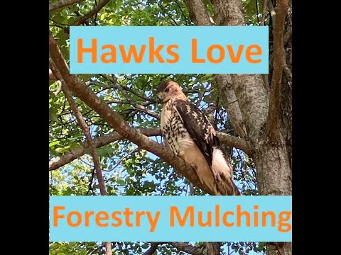 Hawk Using Tractor To Catch Mice - YouTube