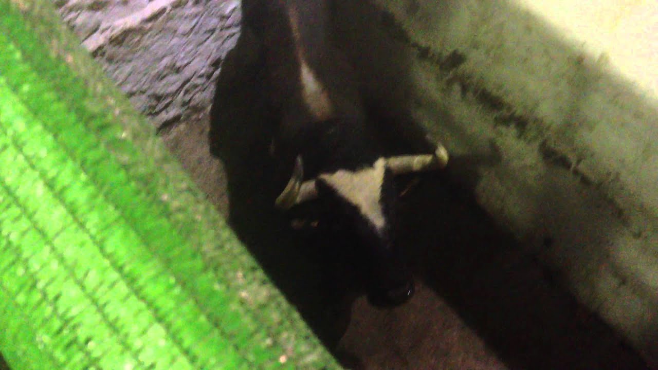 toro raton en el corral vall de uxo 2012 - YouTube