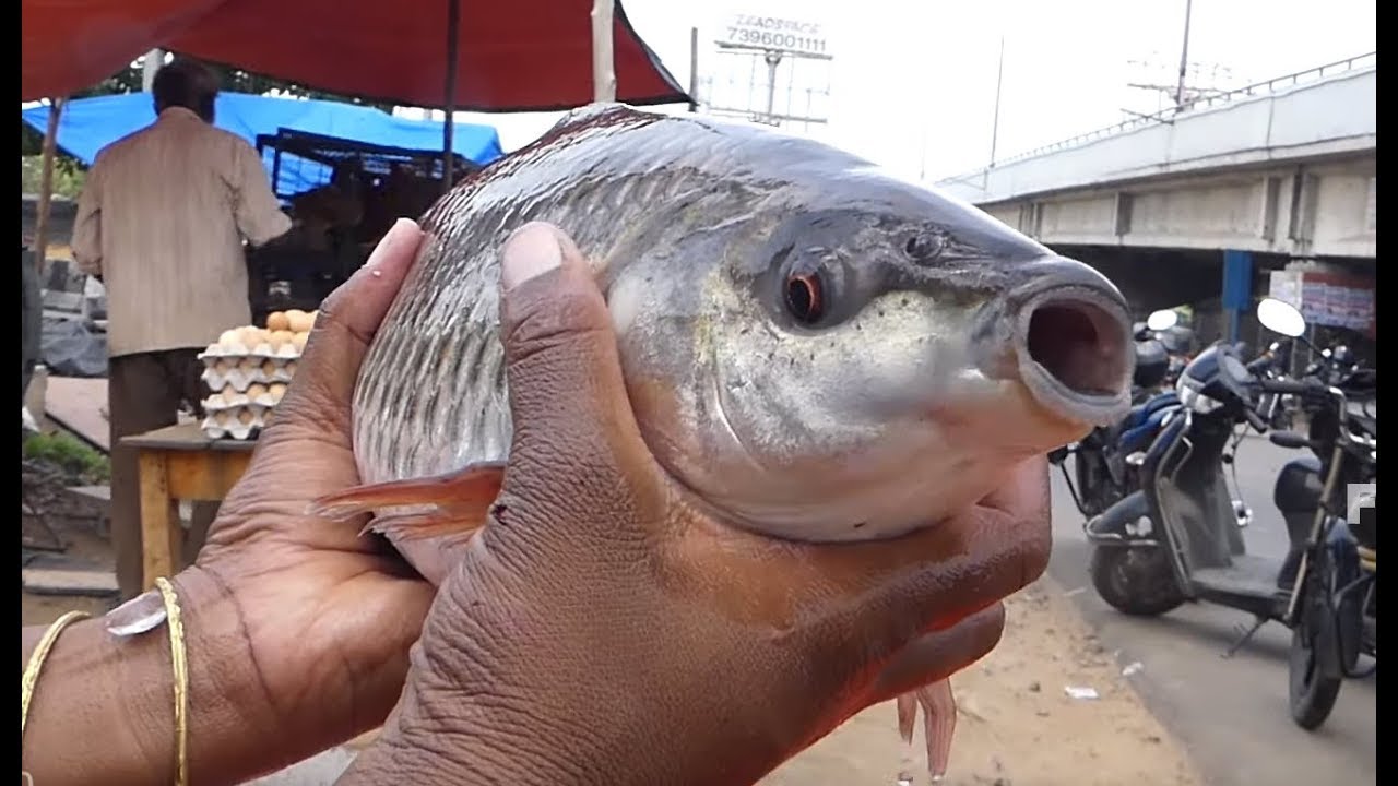 Live Fish Cutting Professional in Indian Fish market | Fisherman - YouTube