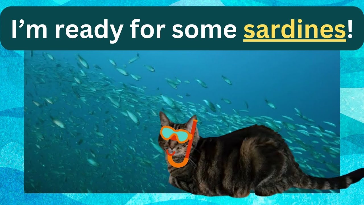 Pixel The Cat Tries Her Very First Sardine Youtube