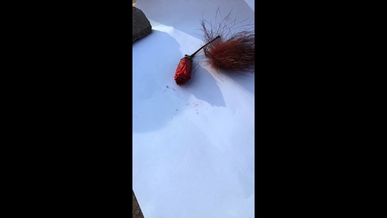 Siyar Singhi Flower Test | Best Flower Site