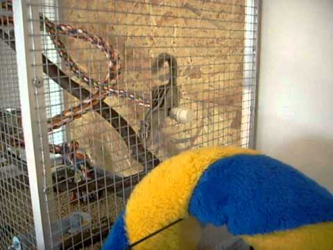 Brunduk - v kleci.AVI