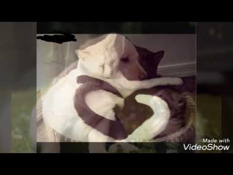 Lay la lay la la lay lay