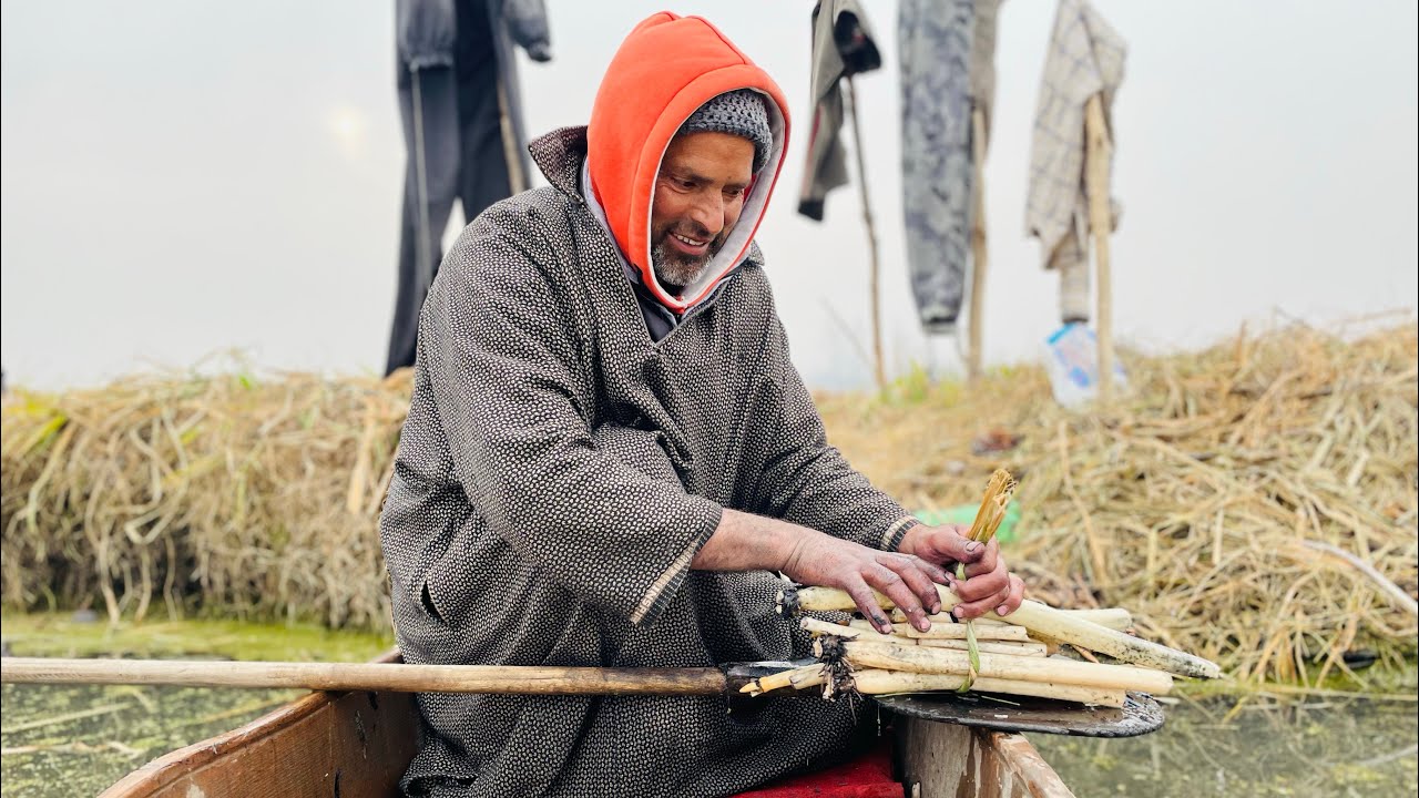Farmers Plucking lotus stem || Locally called as Nadru || Kashmir vlog ...