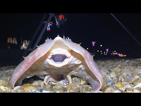 Rays, Codling & cooking a flattie - YouTube