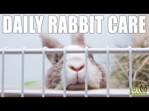 Daily Rabbit Care 🐰
