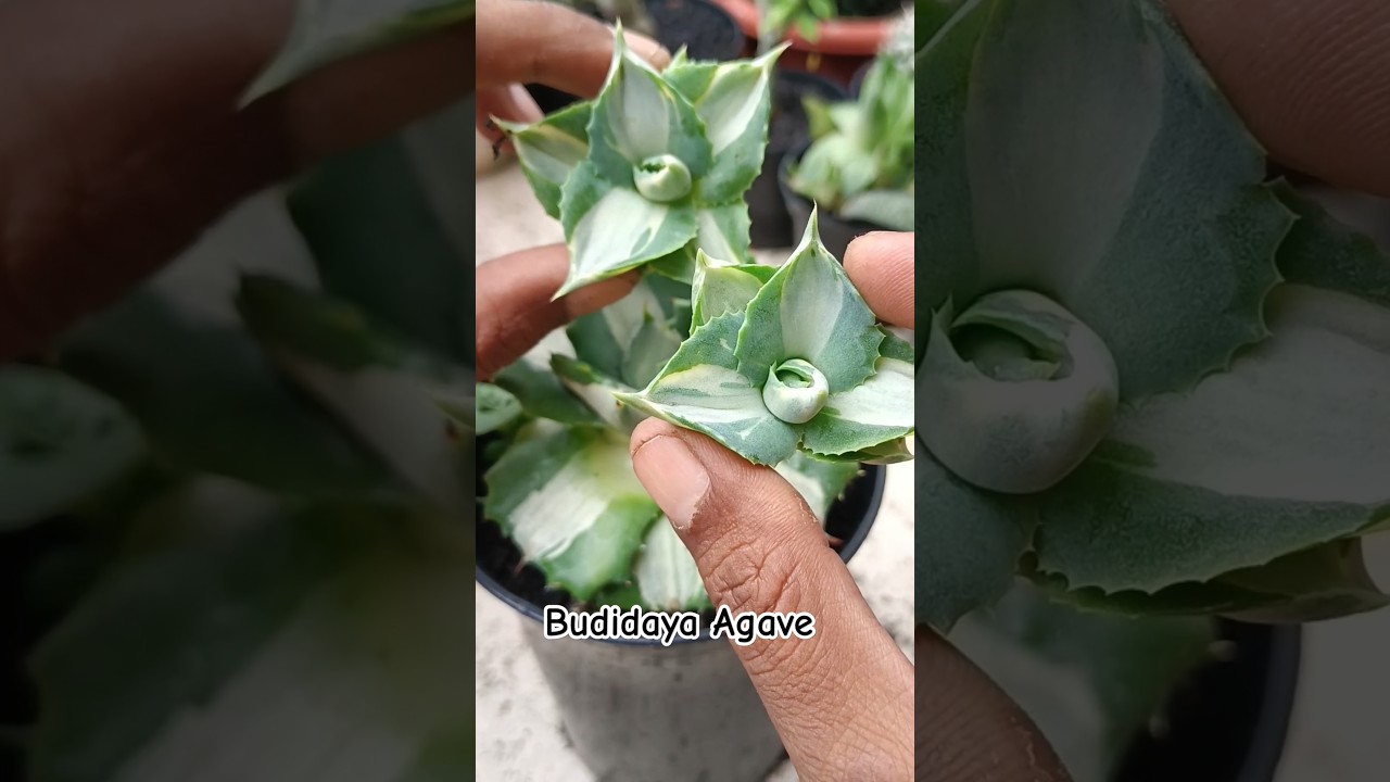 Cara Budidaya Tanaman Agave || Split Anakan Agave #aridzona #agave # ...