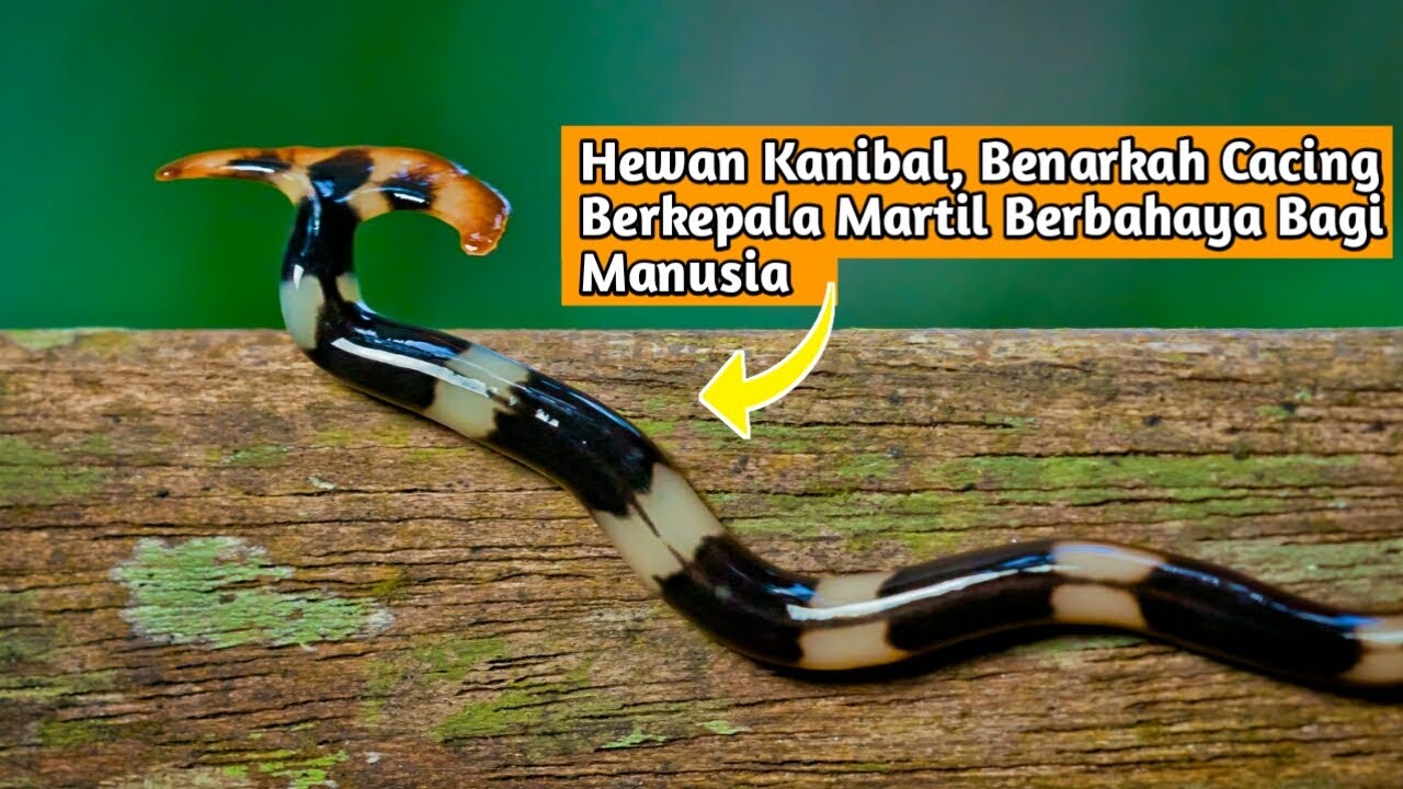 Banyak Muncul Cacing Berkepala Martil, Ternyata Berbahaya, Begini Cara ...