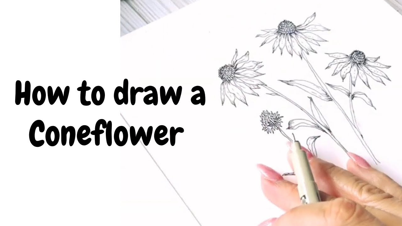 How to draw coneflowers for beginners - YouTube