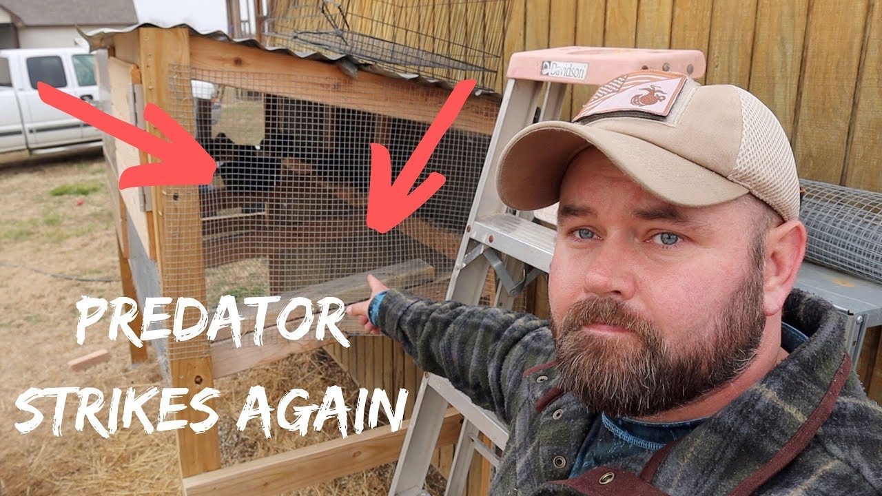 Sneaky Little Predator Strikes Again I Have To Put A End To This! - YouTube