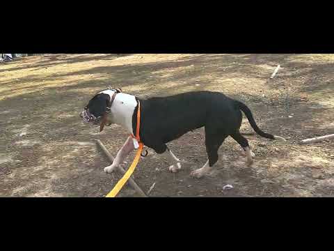 Use Submitting Training To Teach Any Dog To Correct Unwanted Behavior ...