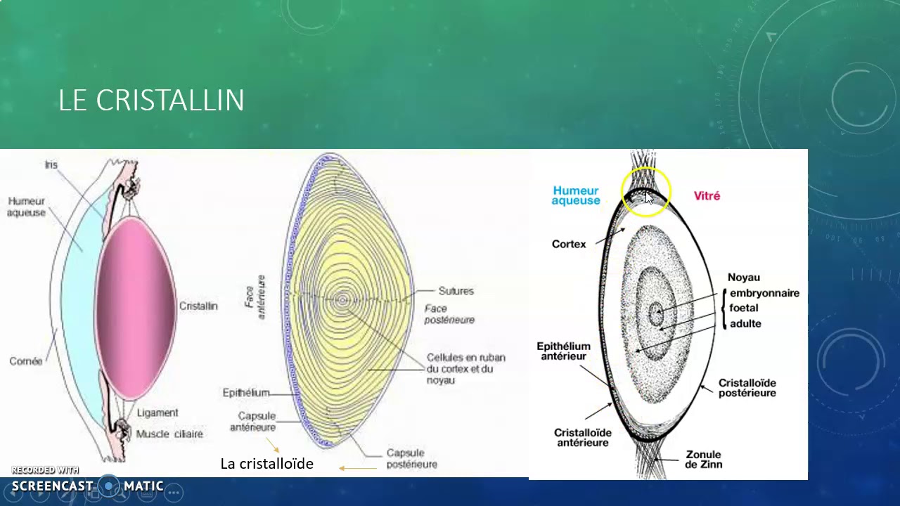 13 Anat oculaire B le cristallin - YouTube