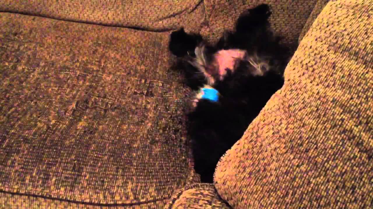 Pixie and the blue fox - YouTube