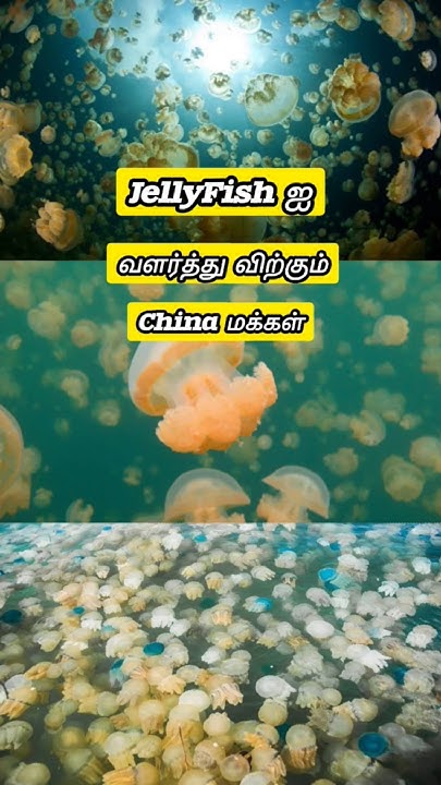 Jellyfish ஐ வளர்த்து விற்கும் மக்கள் #shorts #ytshorts #tamil #amazingfacts #jellyfish #china ...