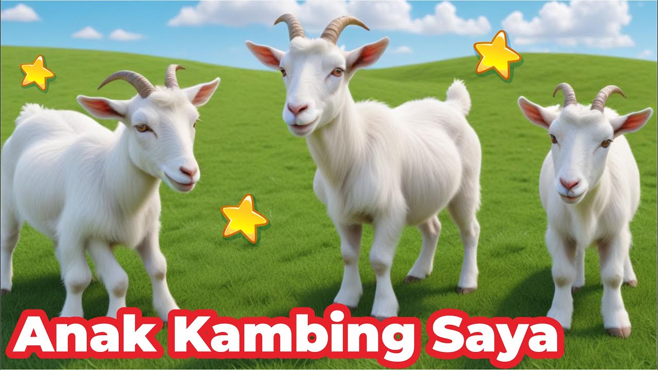 KAMBING , KAMBING EMBEK-EMBEK , KAMBING KAMBING SAPI BESAR NGAMUK SAPI ...
