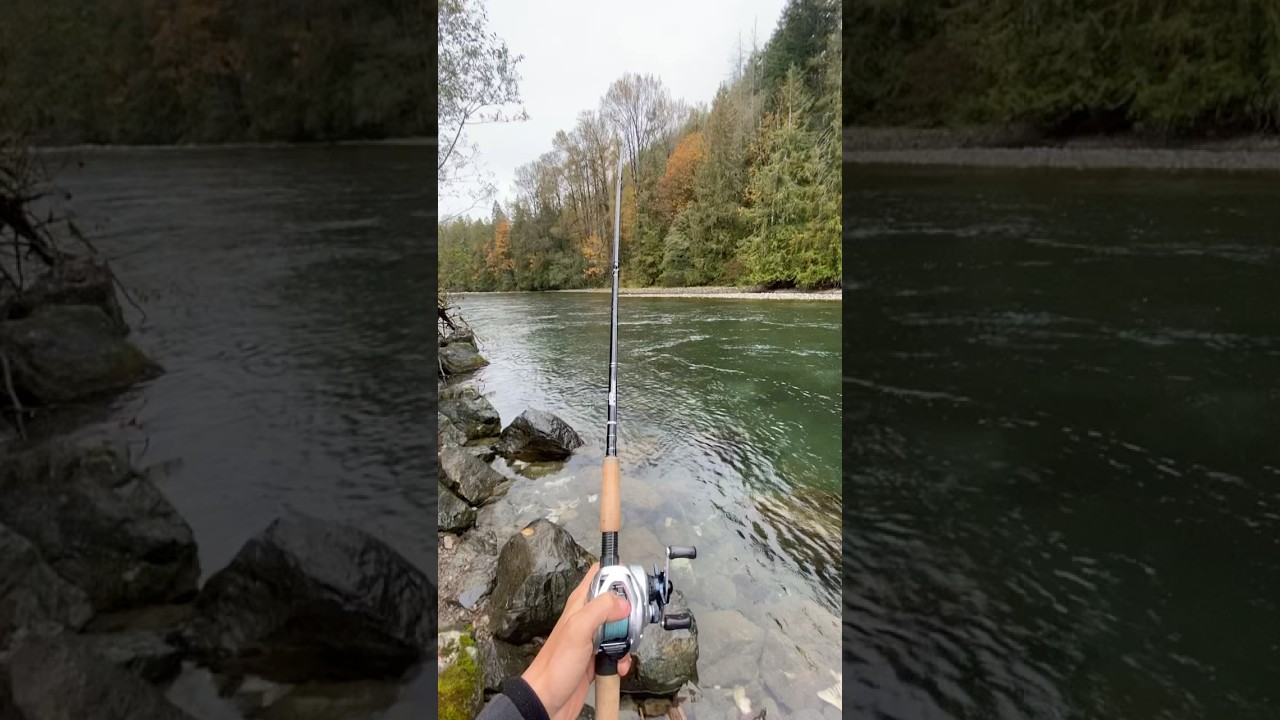 Chinook Triple Header #fishing #fish #freshwaterfish #bc - YouTube