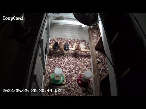 Chicken Coop Cam Live - YouTube
