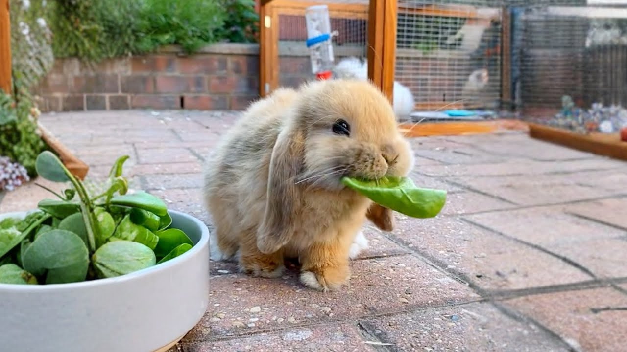 Rabbit 🐰 One Alternative Animal To Have As A Pet | 1 Minute Animals ...
