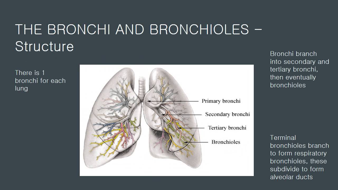 Mechanics of Breathing and the Pathway of Air - YouTube