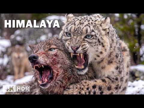 HIMALAYAN CANYONS | The Most Brutal Battles for Survival | Nature Animal Documentary