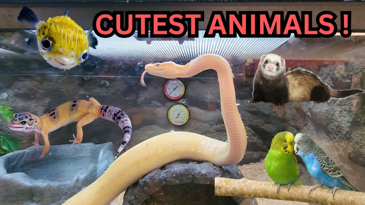 PETCO Animal Safari all animals at PETCO TOUR - YouTube