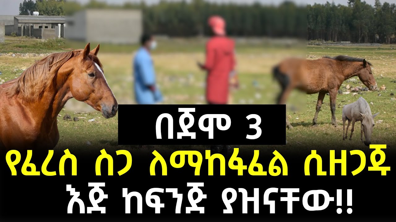 የፈረስ ስጋ እንደበሬ ለእርድ ለማከፋፈል ሲዘጋጁ እጅ ከፍንጅ ያዝናቸው!! - ማለዳ ቲዩብ | ዱካ ሾው /duka ...