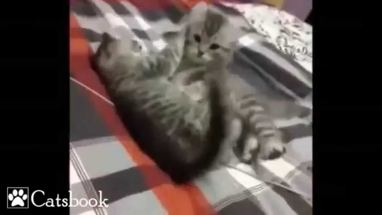 Best Cat Vines Part 2 The Best Cat Vine Compilation 2014 NOVEMBER - YouTube