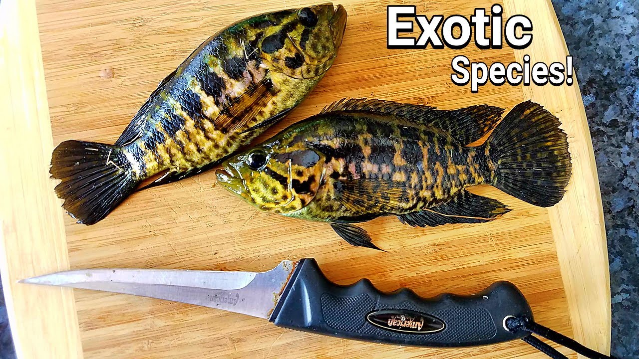 Catch and Cook EXOTIC Species Jaguar Guapote! - YouTube