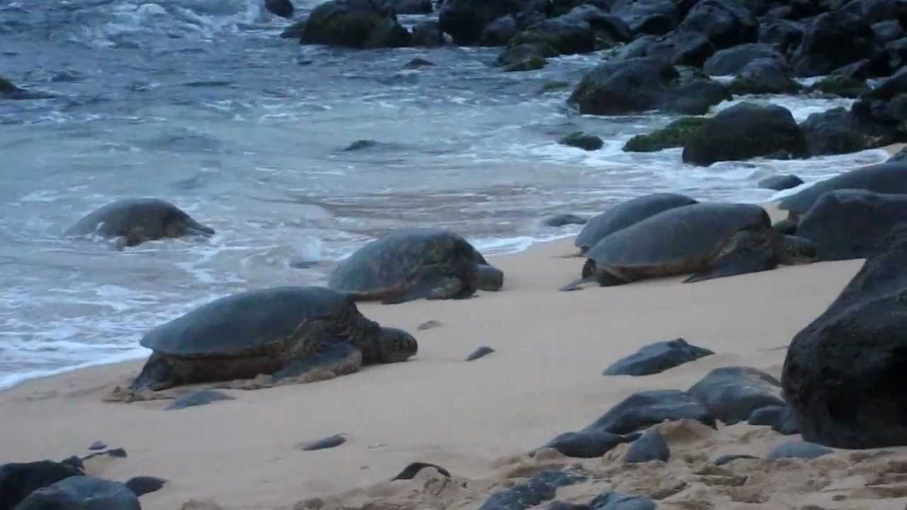 Maui's Ho'okipa Turtles Come Ashore Dec. 5, 2012 - YouTube