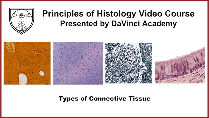 Histology Connective Tissue Lecture Histology 1 With
