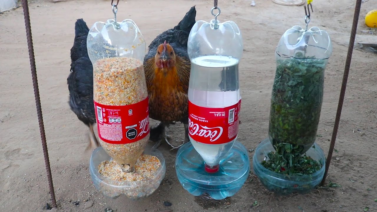 Como hacer Comedero y Bebedero para gallinas y gallos solo con botellas ...