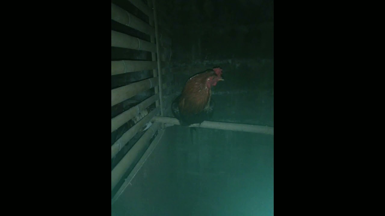 VLOG #5 (UPDATE SA NEW GROWER HOUSE| ITIK | BLACK AUSTRALORP | NATIVE ...