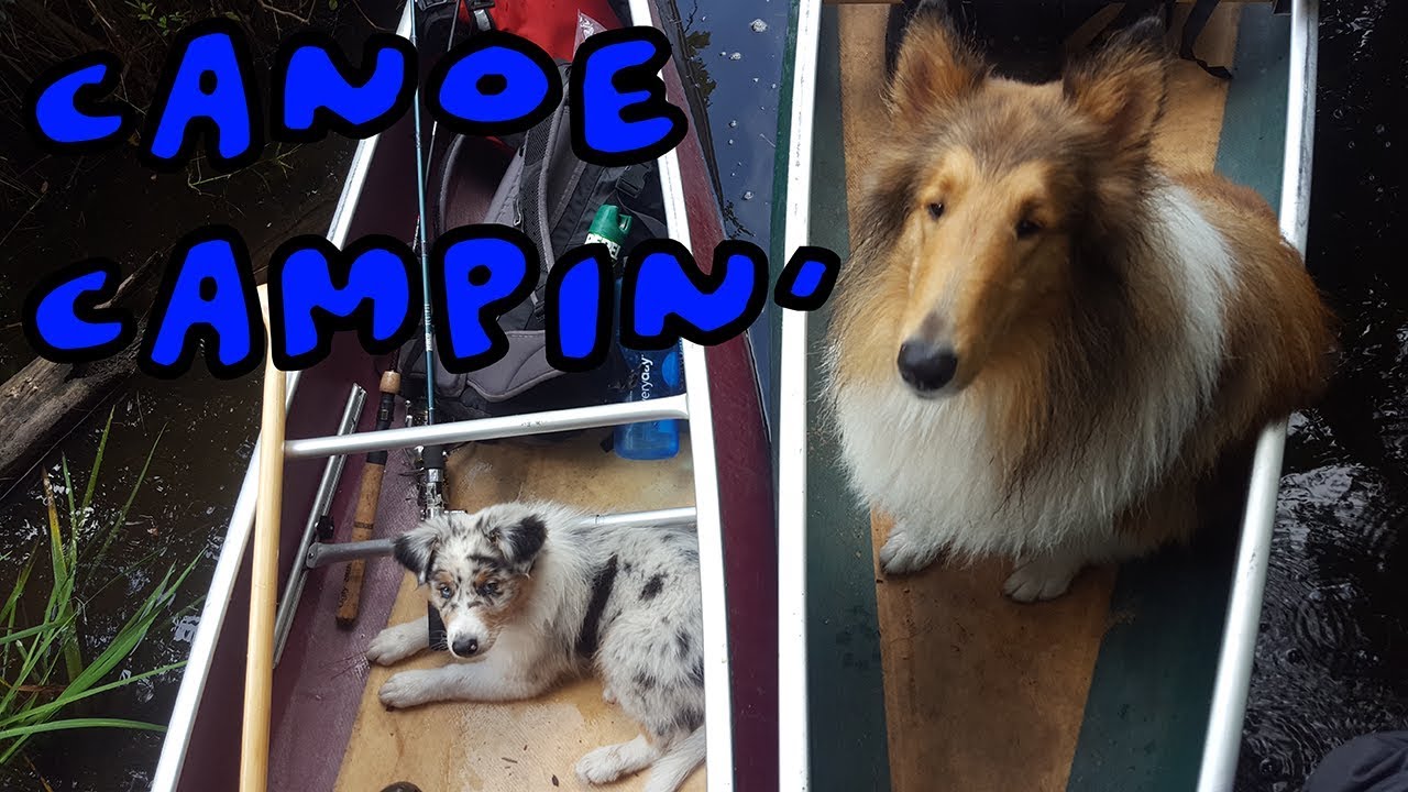 Wilderness Canoe Camping With a Puppy - YouTube