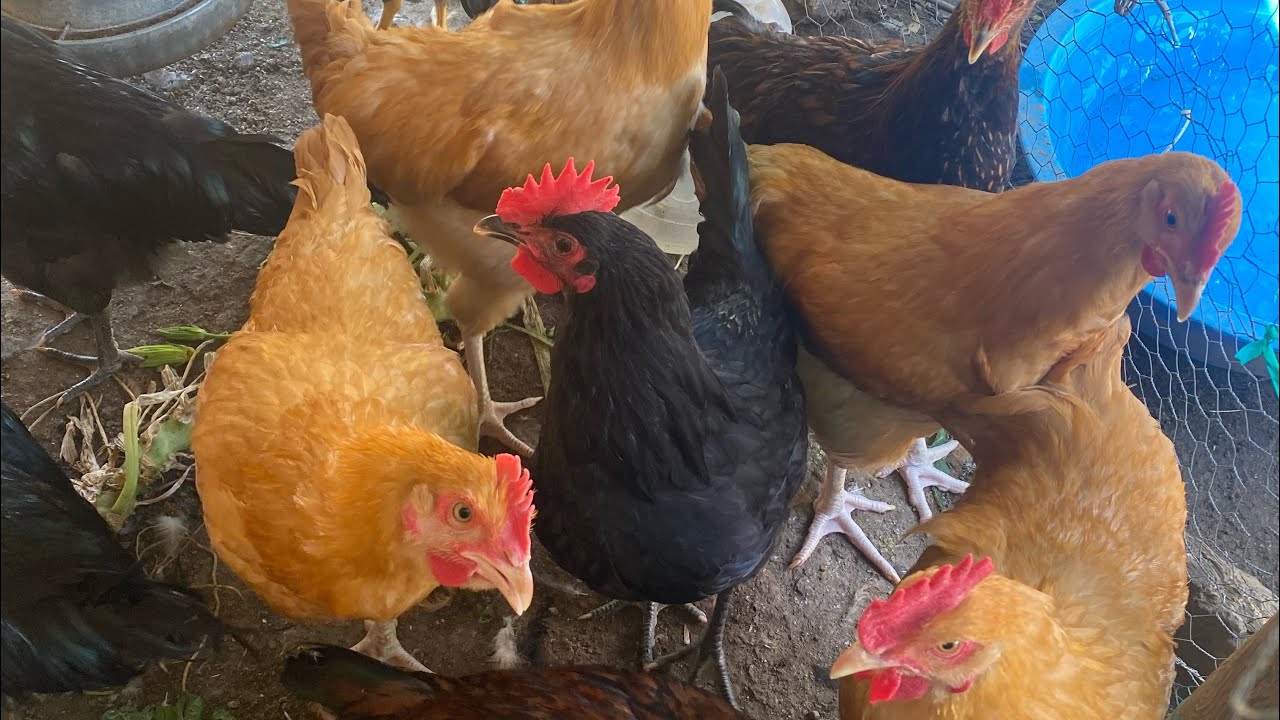 Les voy a mostrar a mis pollitos de Tres meses🐥🐥🐓🐓 Y dándole maíz a mis ...