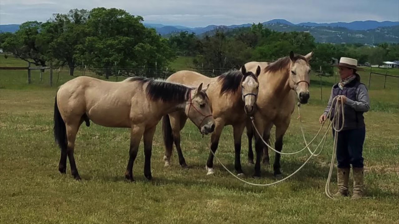 Brown Buckskin Horse