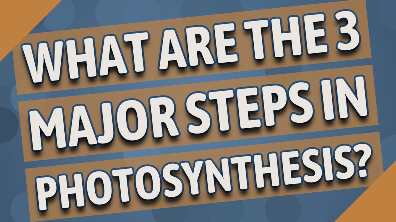 What are the 3 major steps in photosynthesis? - YouTube