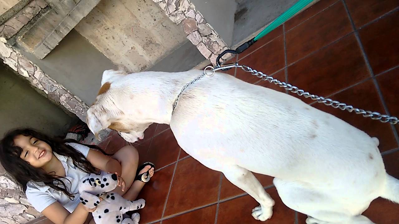 Viendo como perro - YouTube